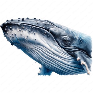 Humpback Whale Clipart Bundle: 10 Marine Art Designs (digital Download ...