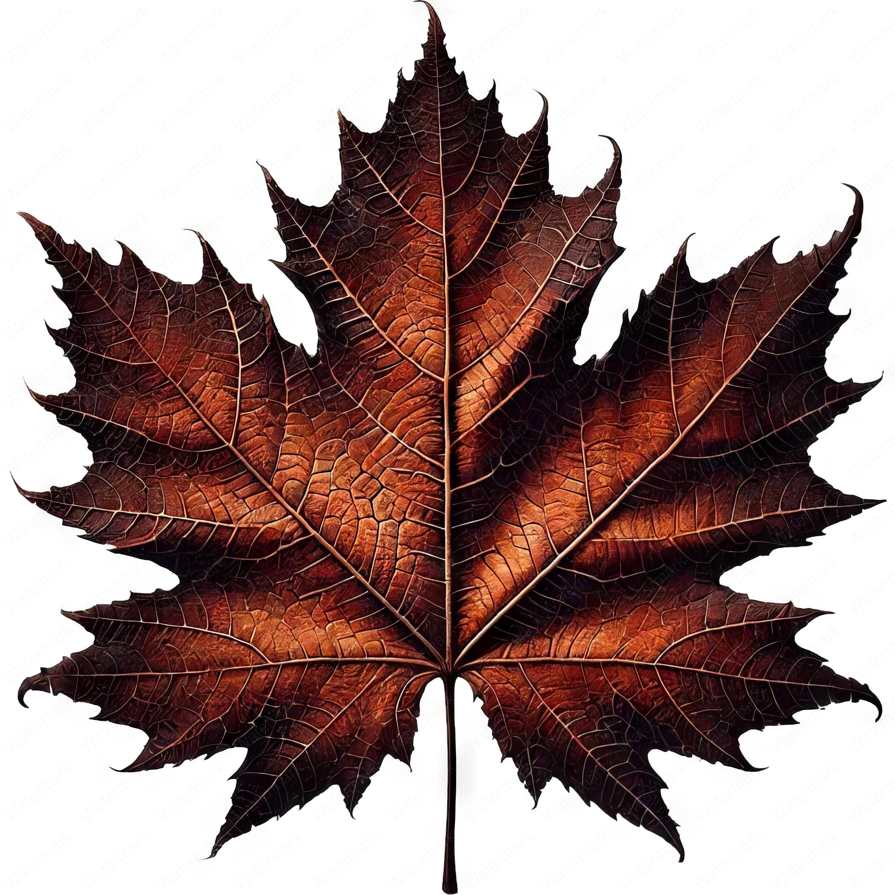 Vibrant Autumn Maple Leaf Clipart Bundle (digital Download) - Etsy