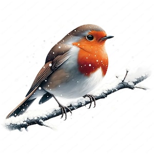 Winter Robin Illustration | Snowy Branch, JPG & PNG (digital Download ...