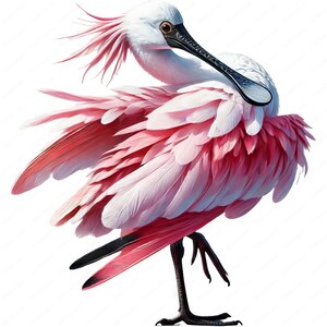 Elegant Spoonbill Clipart | Elegant Spoonbill Clipart Bundle | 10 High ...