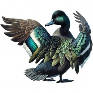 Cayuga Clipart | Elegant Cayuga Clipart Bundle | 10 High-quality ...