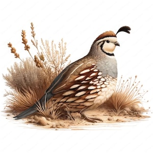 Quail Clipart | Cute Quail Clipart Bundle | 10 High-quality Designs ...