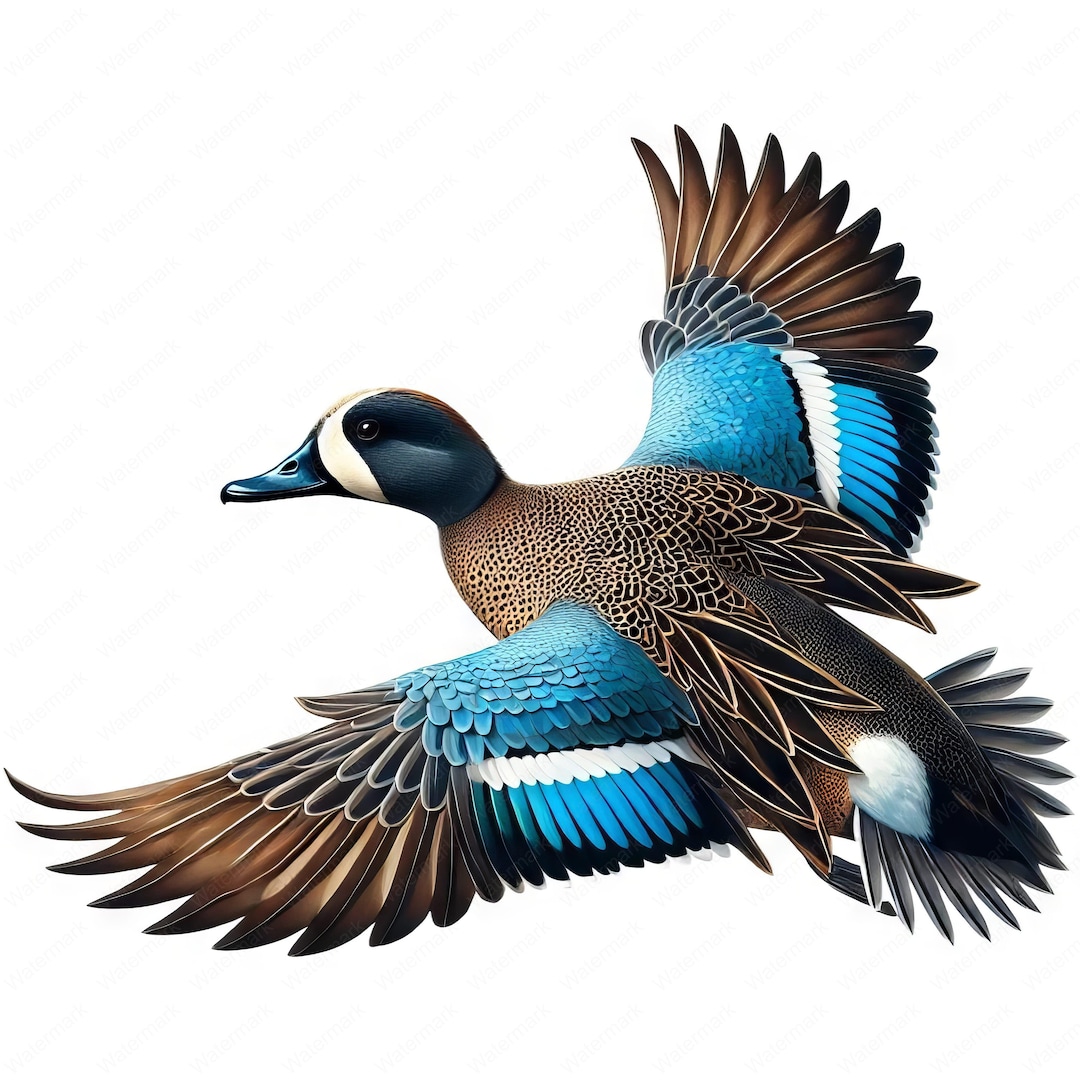 Blue-winged Teal Clipart | Elegant Blue-winged Teal Clipart Bundle | 10 ...