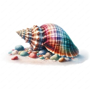 Colorful Seashell Clipart: Beach Art Printables (digital Download) - Etsy