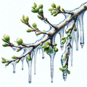 Icicles on Branch Clipart Icicle Clipart Bundle 10 High-quality Images ...