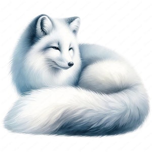 Arctic Fox Clipart | Snowy Arctic Fox Clipart Bundle | 10 High-quality ...