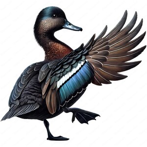 Black Duck Clipart | Elegant Black Duck Clipart Bundle | 10 High ...