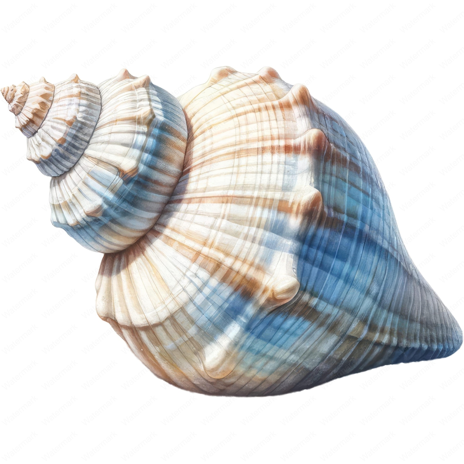 Seashell Clipart Bundle | Ocean Art, Commercial Use (digital Download ...