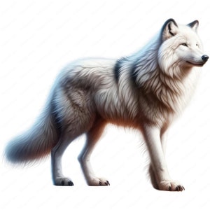 Arctic Wolf Clipart | Full Body Arctic Wolf Clipart Bundle | 10 High ...