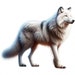 Arctic Wolf Clipart | Full Body Arctic Wolf Clipart Bundle | 10 High ...