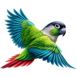 Green Cheek Conure Clipart | Elegant Grey-faced Conure Clipart Bundle ...