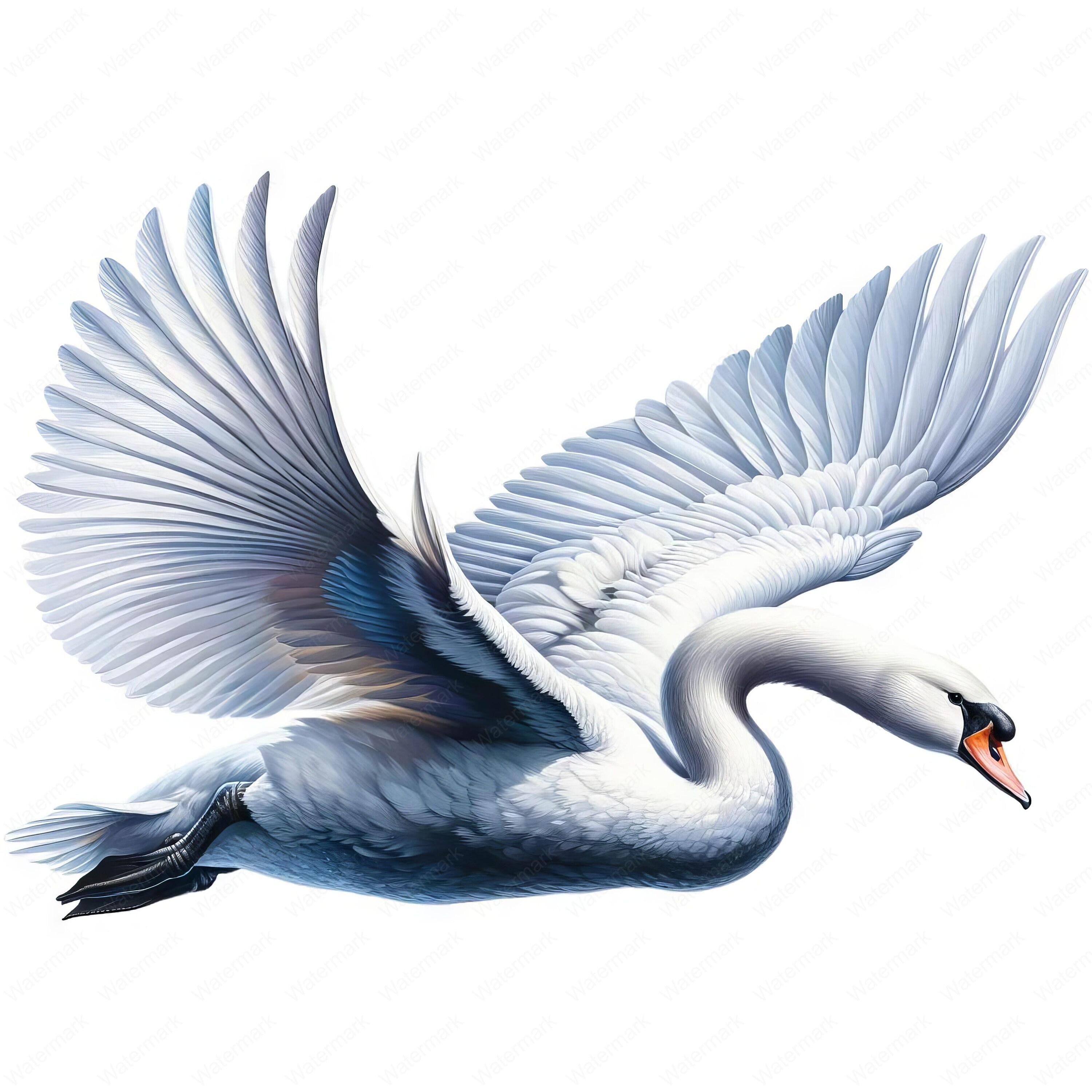 Elegant Flying Swan Clipart | Bird Art Printables (digital Download) - Etsy