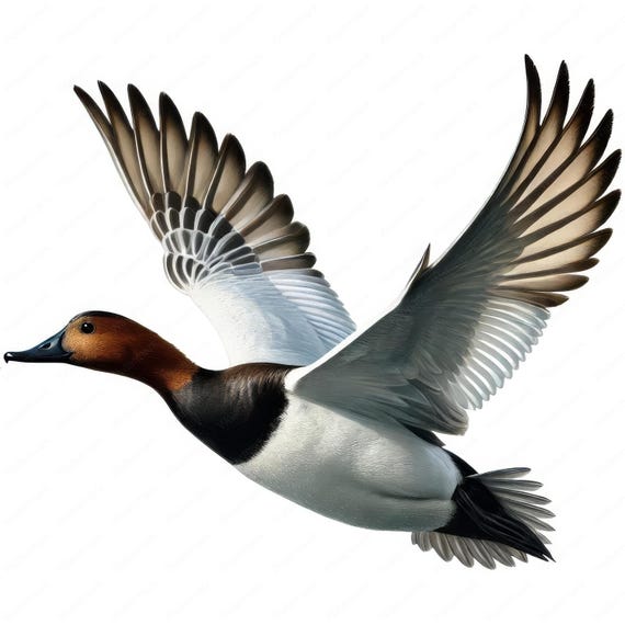 Canvasback Duck Flying