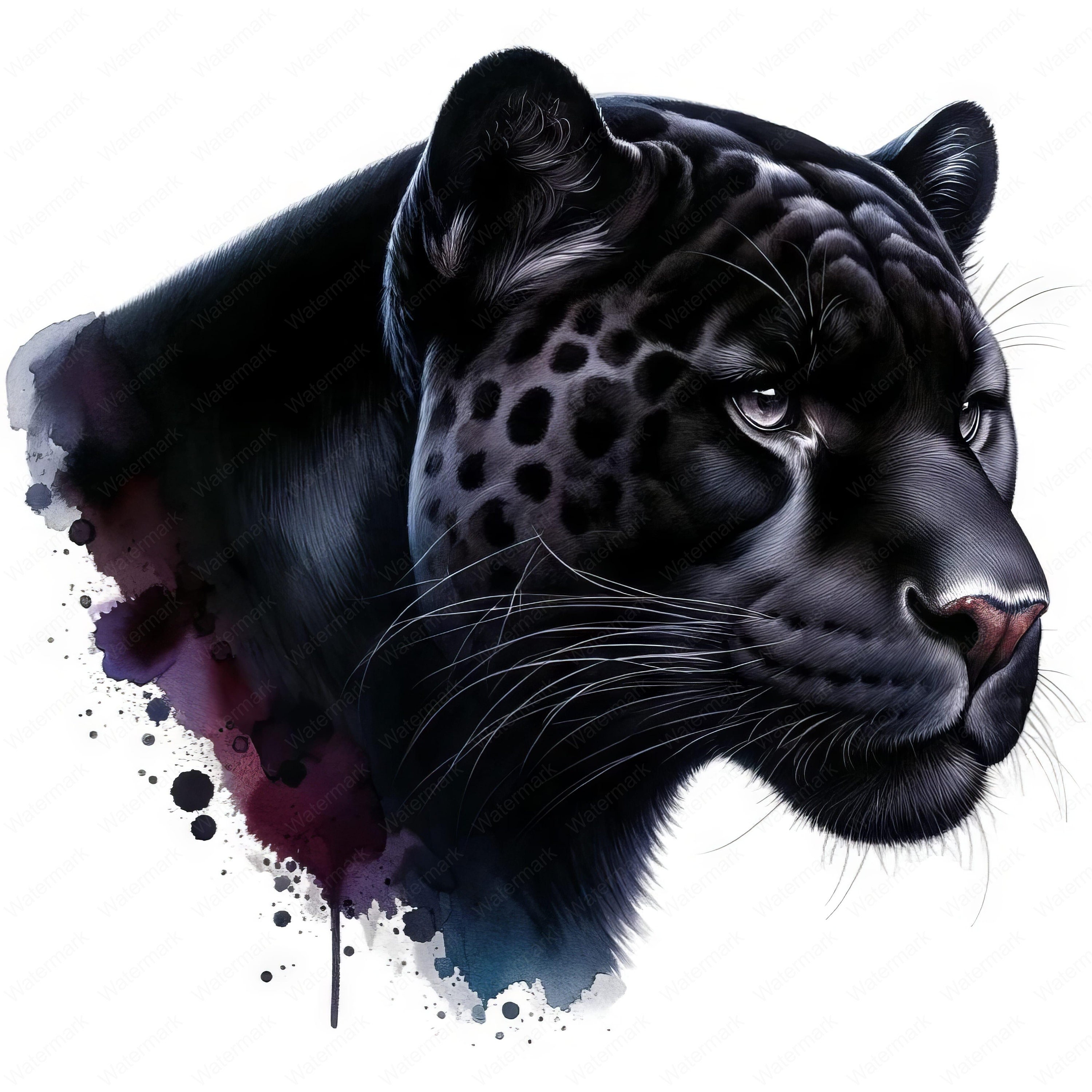 Black Jaguar Animal Drawing
