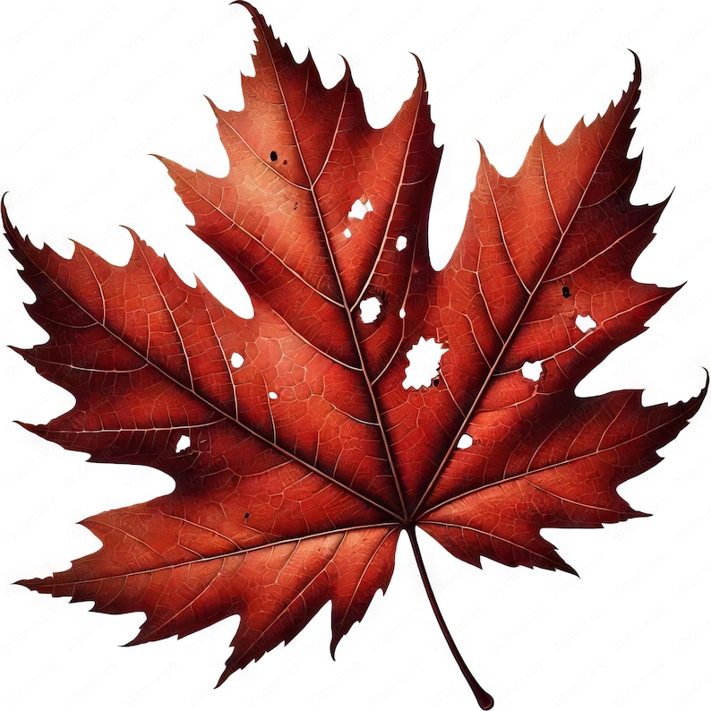 Vibrant Autumn Maple Leaf Clipart Bundle (digital Download) - Etsy