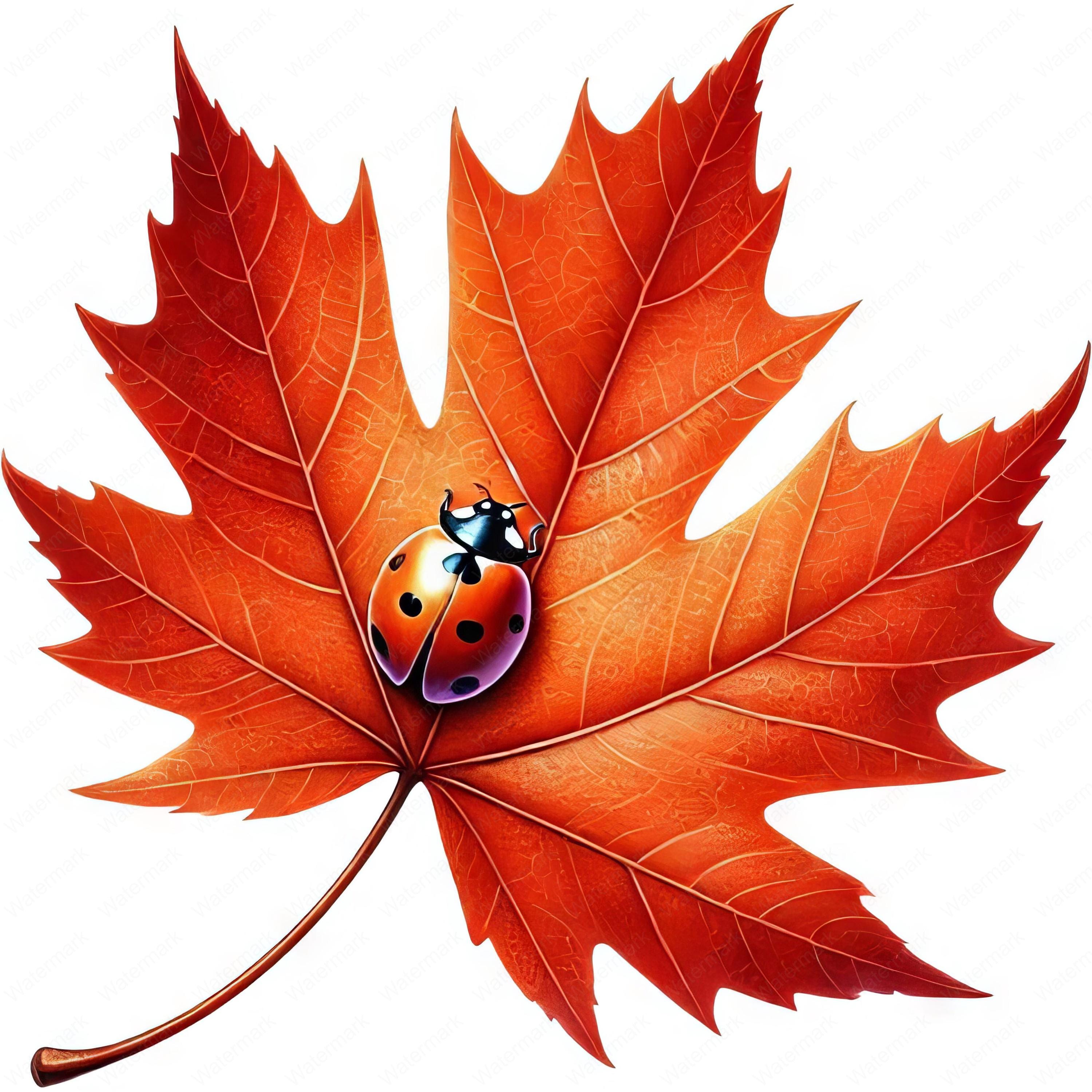 Vibrant Autumn Maple Leaf Clipart Bundle (digital Download) - Etsy