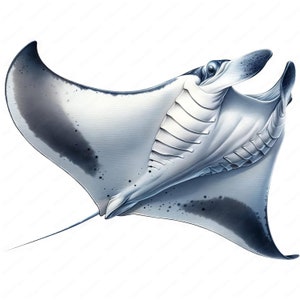 Manta Ray Clipart | 10 High-quality Designs | Ocean Art | Marine ...