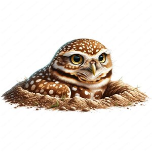 Burrowing Owl Clipart Bundle: 10 Wildlife Art Designs (digital Download ...