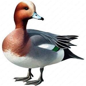 Wigeon Clipart Bundle: 10 Waterfowl Art Designs (digital Download) - Etsy