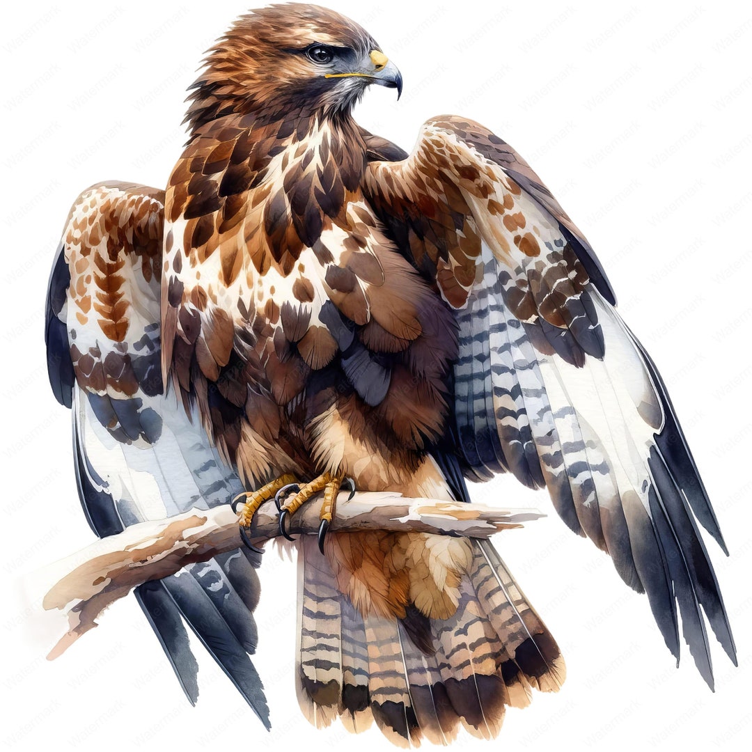 Buzzard Clipart 10 High-quality Designs Wall Art Paper Craft Apparel ...