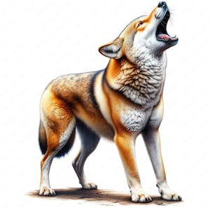 Howling Dingo Clipart: Wildlife Art Prints (digital Download) - Etsy