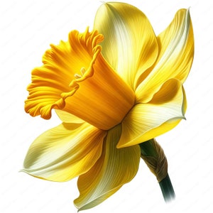 Daffodil Clipart Bundle: 10 Vibrant Spring Flower Designs (digital ...