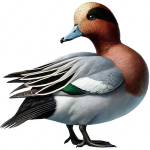 Wigeon Clipart Bundle: 10 Waterfowl Art Designs (digital Download) - Etsy