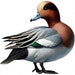 Wigeon Clipart Bundle: 10 Waterfowl Art Designs (digital Download) - Etsy