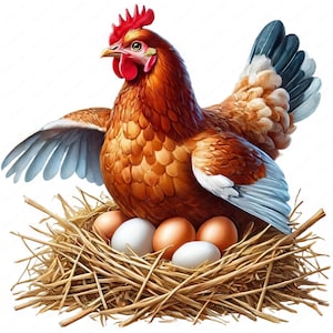 Rustic Chicken Clipart Bundle: Farm Animal Designs (digital Download ...