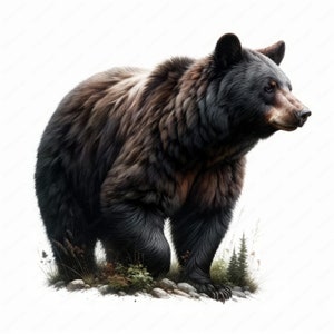 Black Bear Clipart | Majestic Black Bear Clipart Bundle | 10 High ...