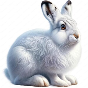 Arctic Hare Clipart | Majestic Arctic Hare Clipart Bundle | 10 High ...
