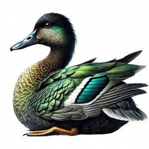 Cayuga Clipart | Elegant Cayuga Clipart Bundle | 10 High-quality ...