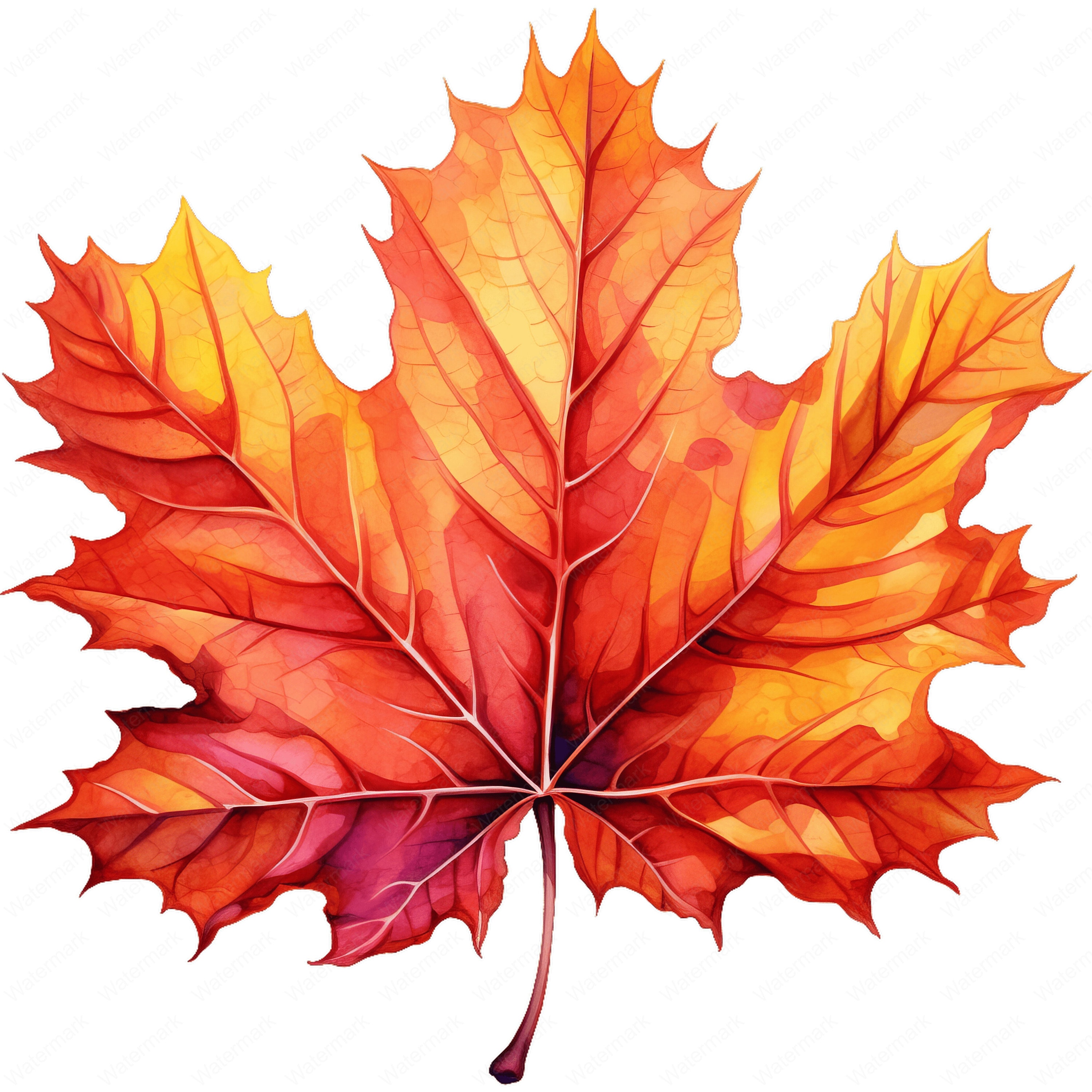 Elegant Maple Leaf Clipart Bundle | Autumn Art (digital Download) - Etsy