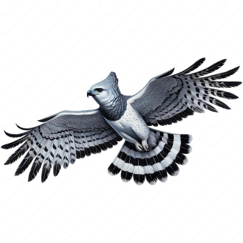 Majestic Harpy Eagle Clipart Bundle: Wildlife Art (digital Download ...
