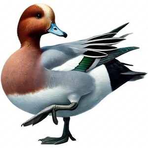 Wigeon Clipart Bundle: 10 Waterfowl Art Designs (digital Download) - Etsy