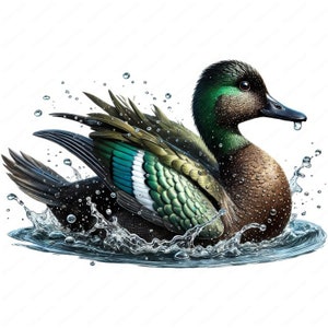 Cayuga Clipart | Elegant Cayuga Clipart Bundle | 10 High-quality ...