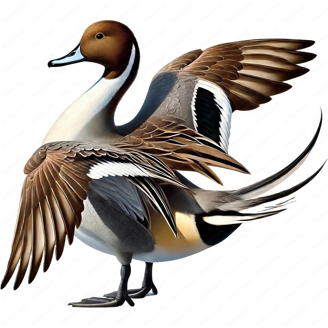 Elegant Pintail Duck Clipart: Wildlife Art Printables (digital Download ...