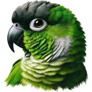 Green Cheek Conure Clipart | Elegant Grey-faced Conure Clipart Bundle ...