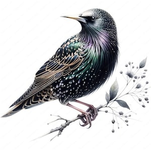 Starling Bird Clipart Bundle: 10 JPG & PNG Designs (digital Download ...