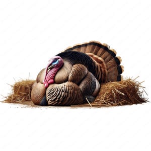 Farm Turkey Clipart | Rustic Farm Turkey Clipart Bundle | 10 High ...