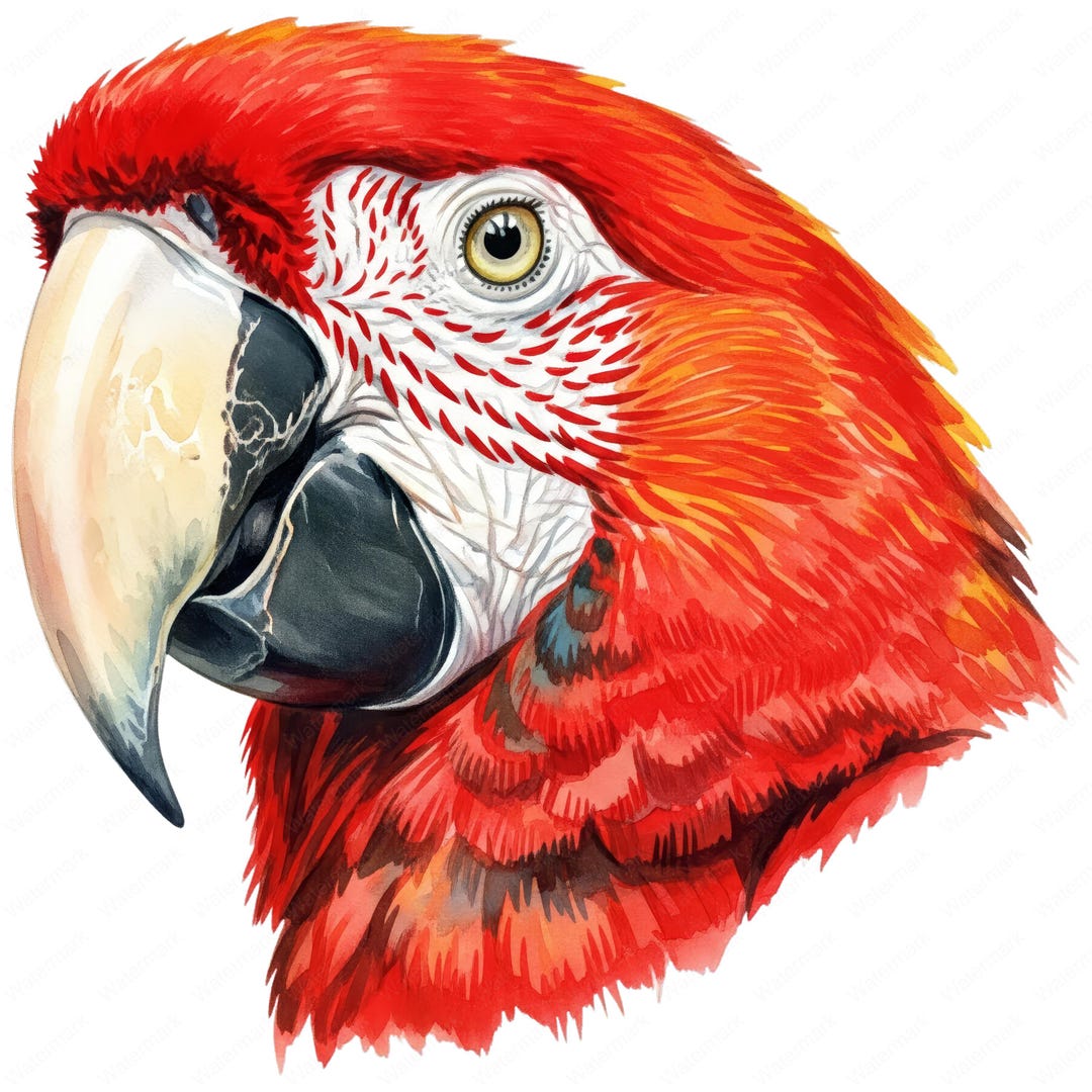 Scarlet Macaw Clipart, Tropical Parrot PNG, 10 High Res Designs ...