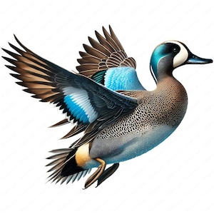 Blue-winged Teal Clipart | Elegant Blue-winged Teal Clipart Bundle | 10 ...