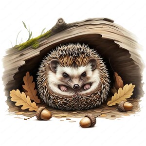Winter Hedgehog Clipart Bundle: Cozy Hibernation Art (digital Download ...