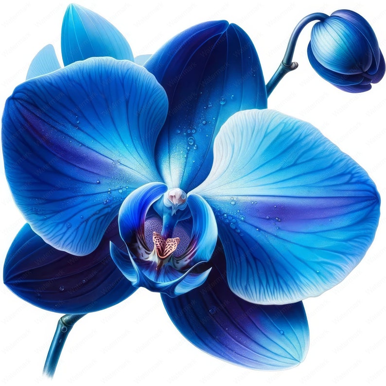 Blue Orchid Clipart Bundle | Floral Art Designs (digital Download) - Etsy
