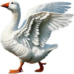 Farm Goose Clipart | Rustic Farm Goose Clipart Bundle | 10 High-quality ...