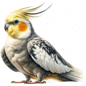 Cockatiel Clipart | Colorful Cockatiel Clipart Bundle | 10 High-quality ...