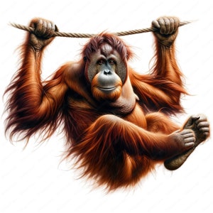 Orangutan Clipart | Adorable Orangutan Clipart Bundle | 10 High-quality ...