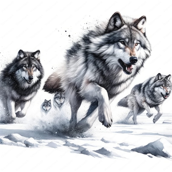 Pack Of Wolves Drawings