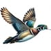 Wildlife Clipart Beautiful Wood Duck Clipart Bundle 10 High-quality ...
