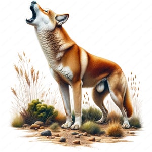 Howling Dingo Clipart: Wildlife Art Prints (digital Download) - Etsy
